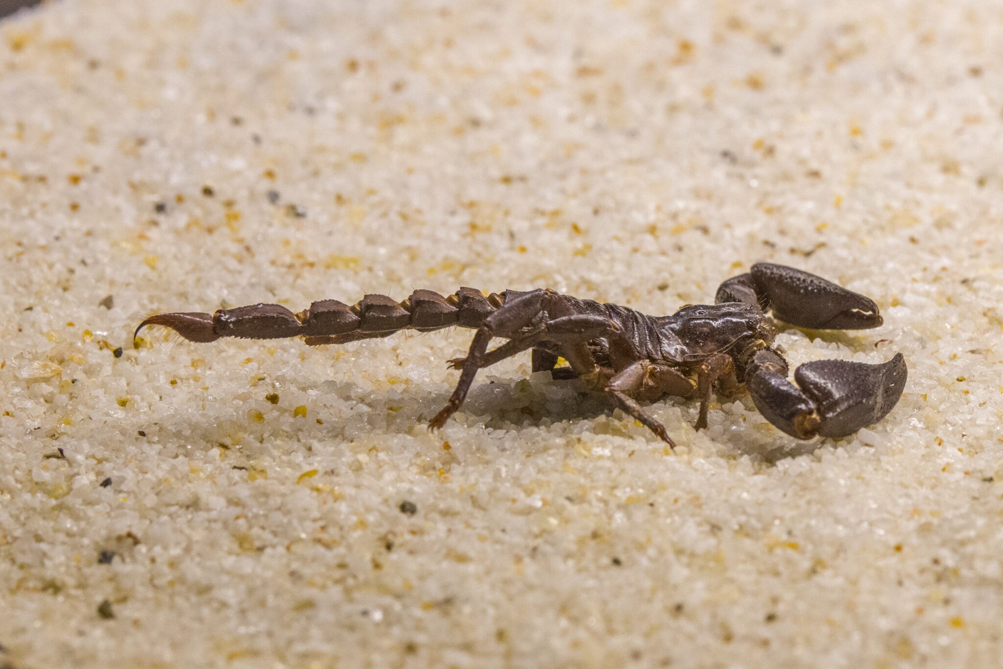 Egypt Bugs: A Traveler's Guide to Insects to Expect | TravelHowTo
